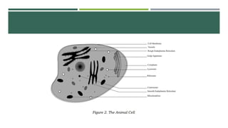 Animal and Plant Cell Parts and Function.pptx | Biological Sciences ...