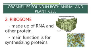 Animal and Plant Cell Parts and Function.pptx | Biological Sciences ...