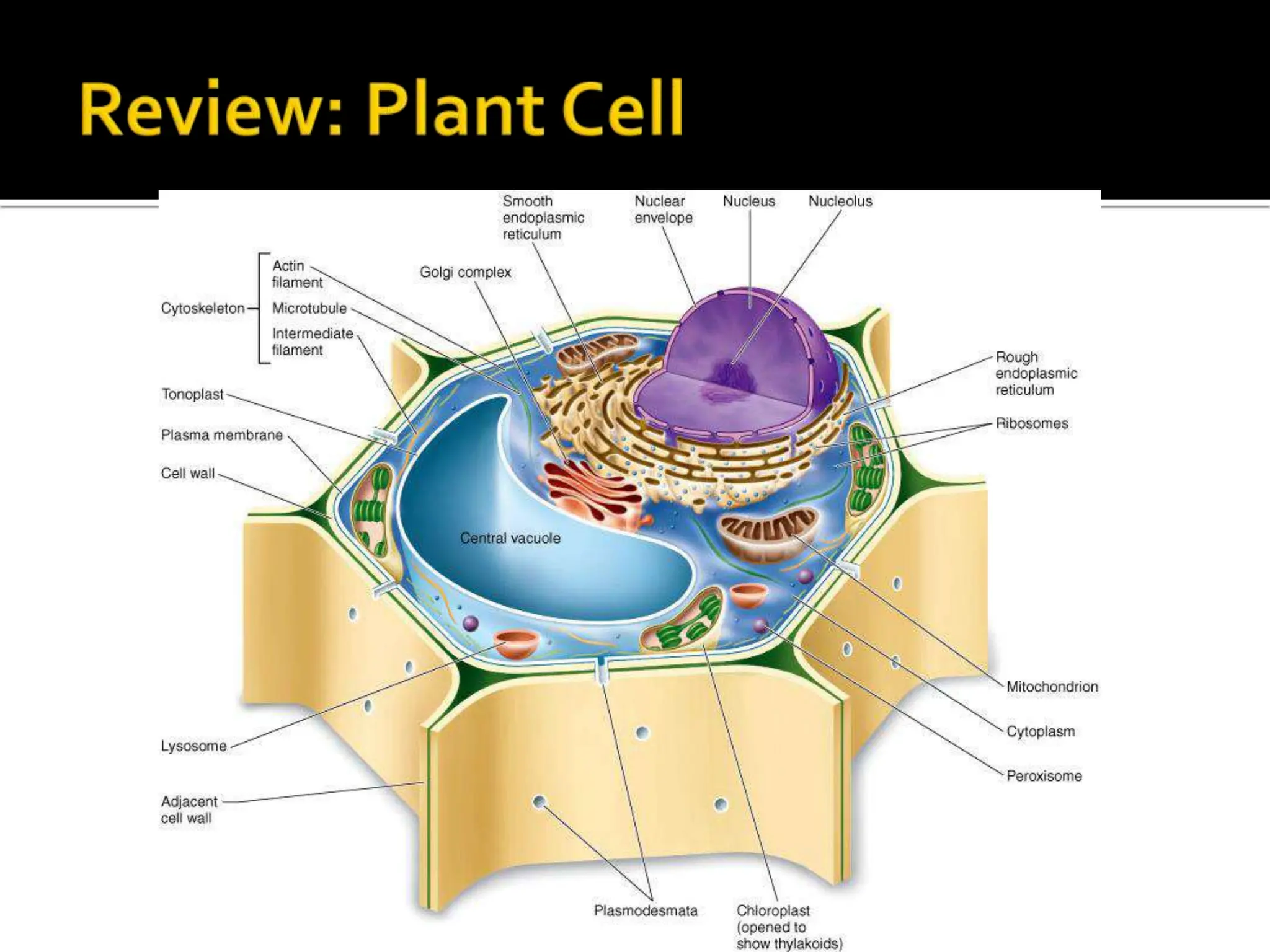 CELL - the Theory and comparison between animal and plant cell.pptx