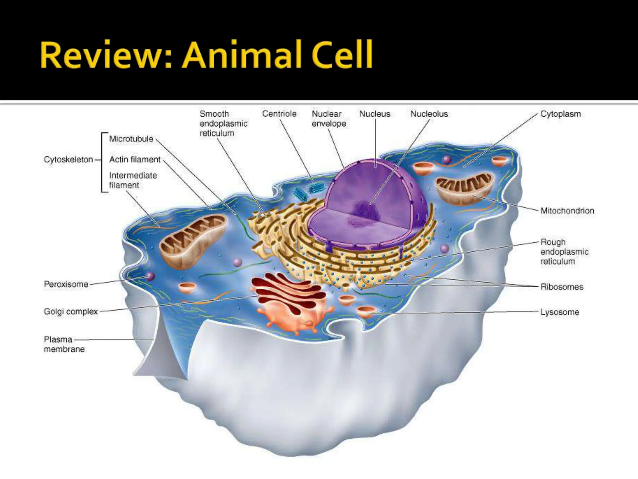 CELL - the Theory and comparison between animal and plant cell.pptx