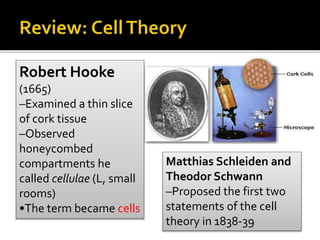 CELL - the Theory and comparison between animal and plant cell.pptx