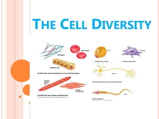 Cell. Human anatomy for med students .pptx