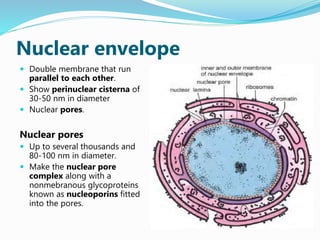 Cell. Human anatomy for med students .pptx