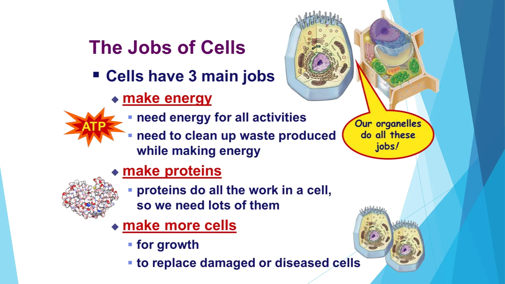 Cell normal human body cell structure and multiple more information ...