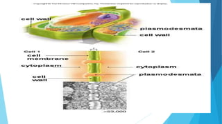 Cell normal human body cell structure and multiple more information ...