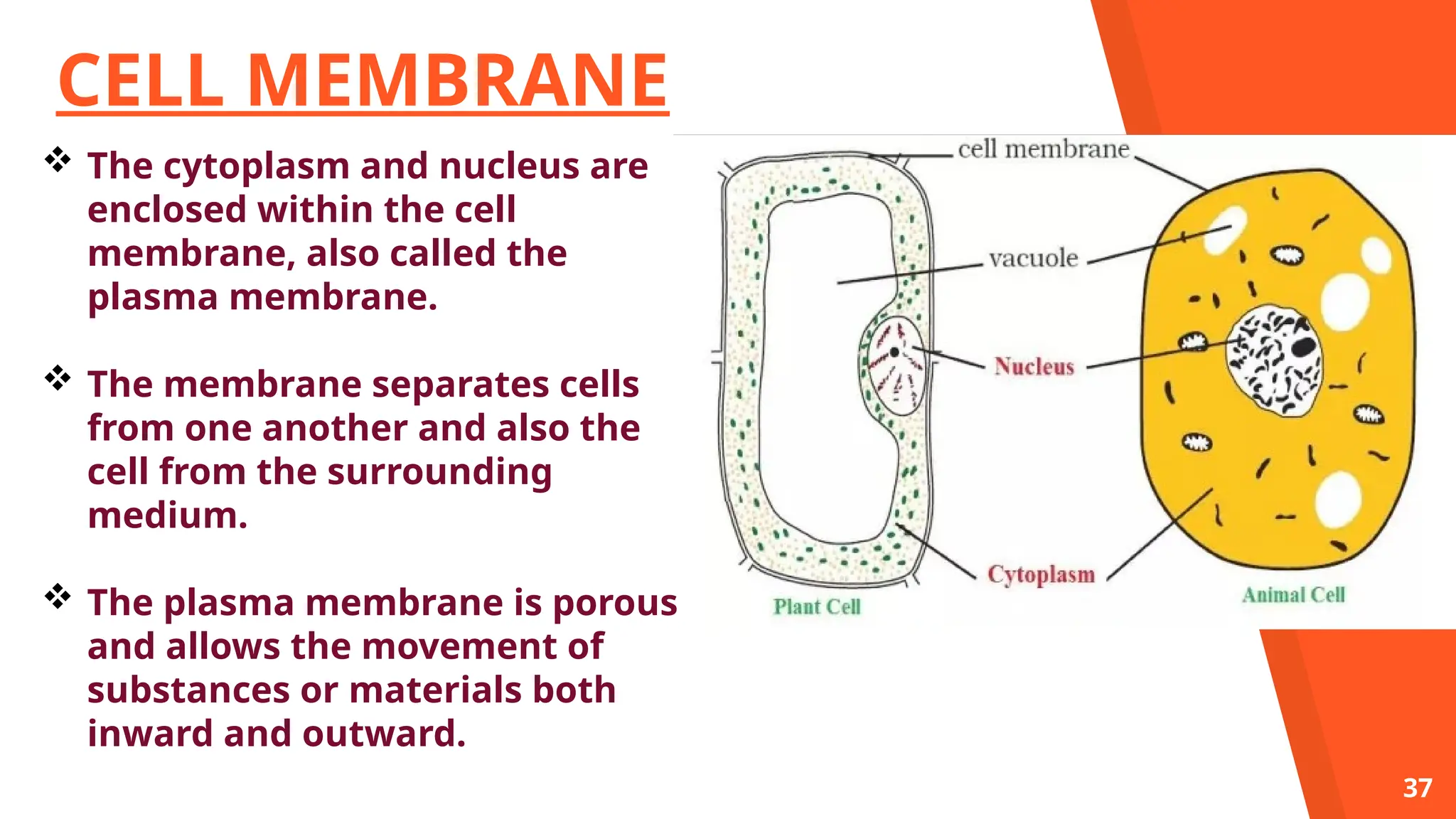 CELL structure and functions for grade 8th.pptx