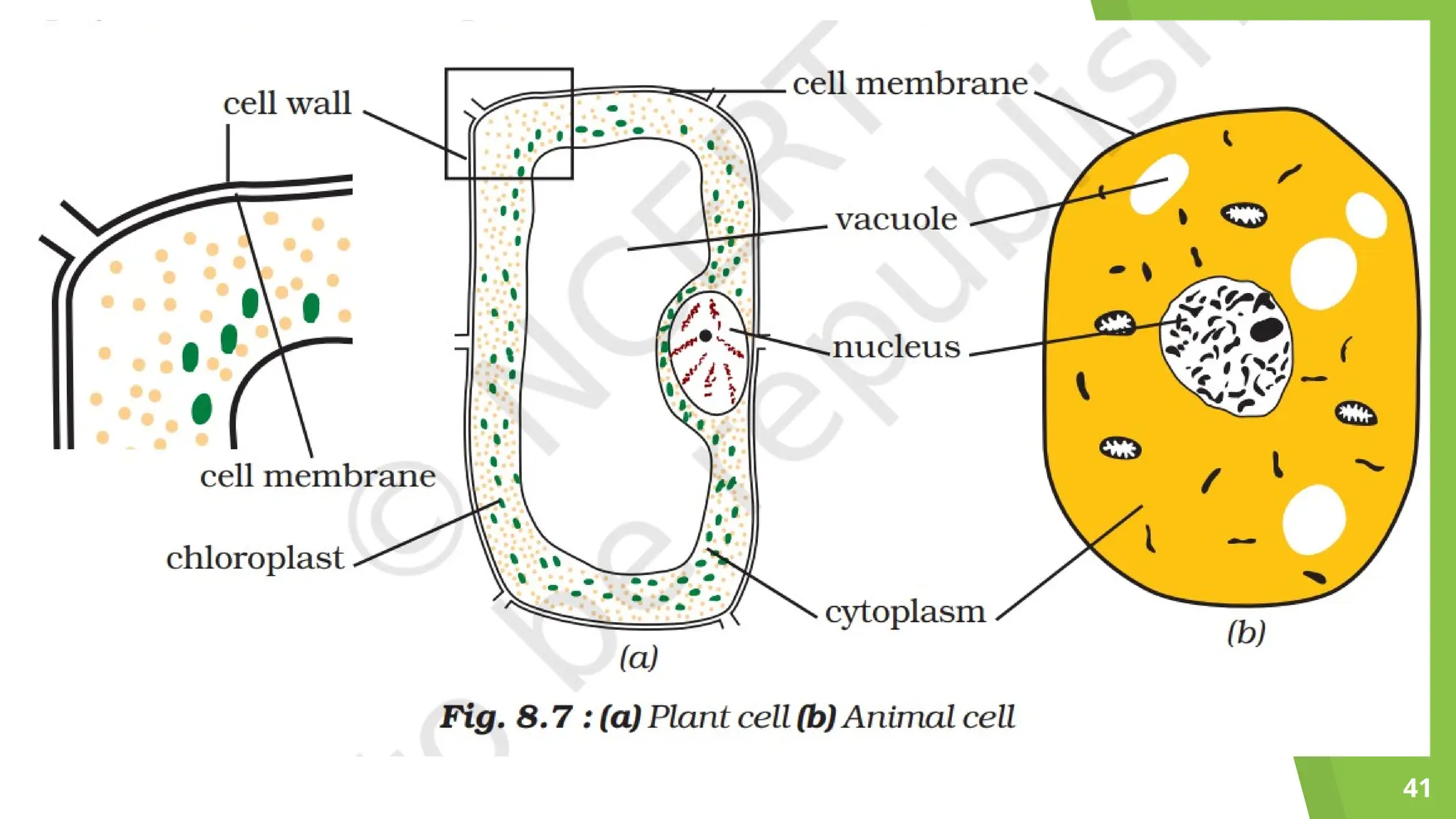 CELL structure and functions for grade 8th.pptx