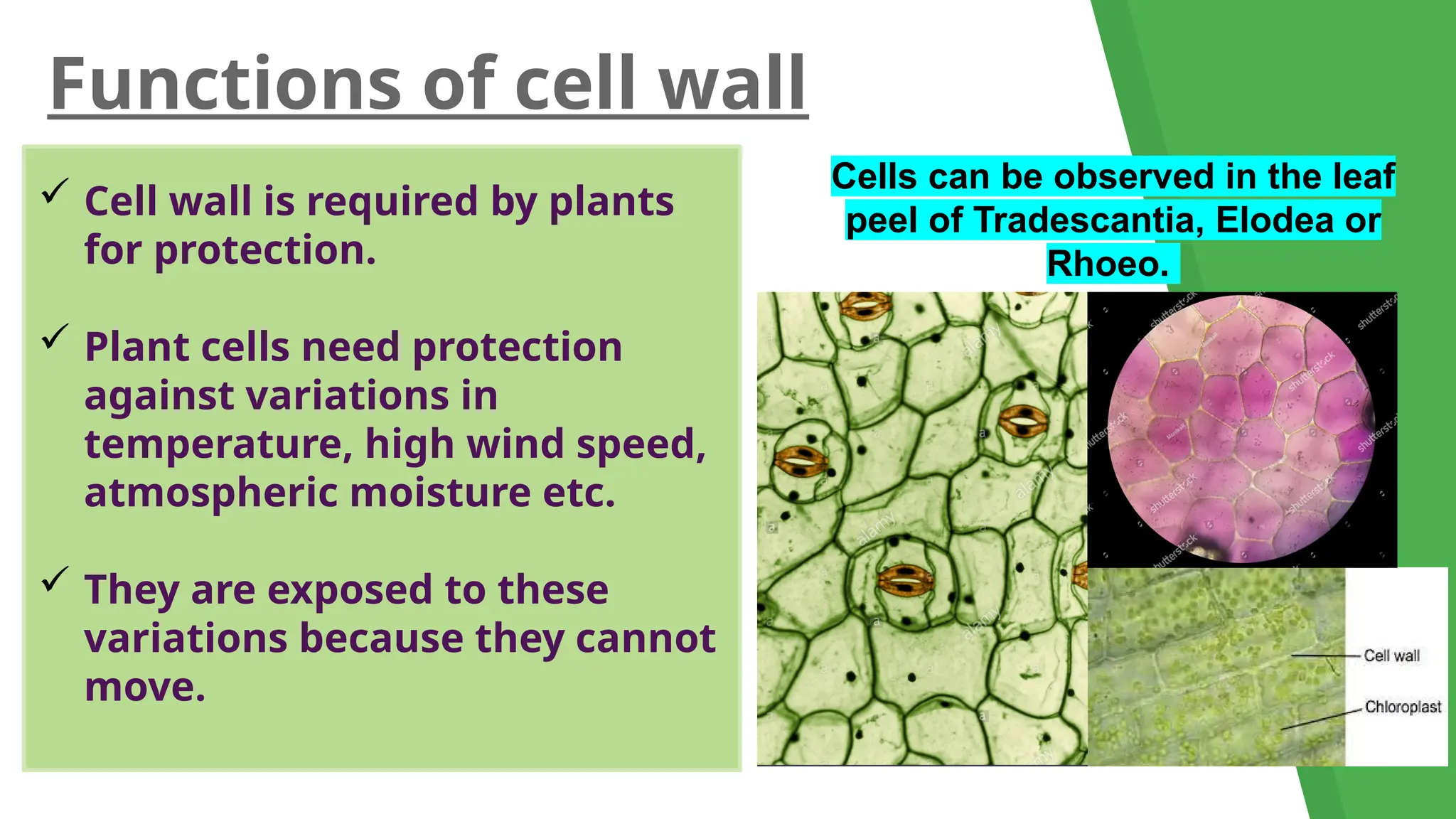 CELL structure and functions for grade 8th.pptx