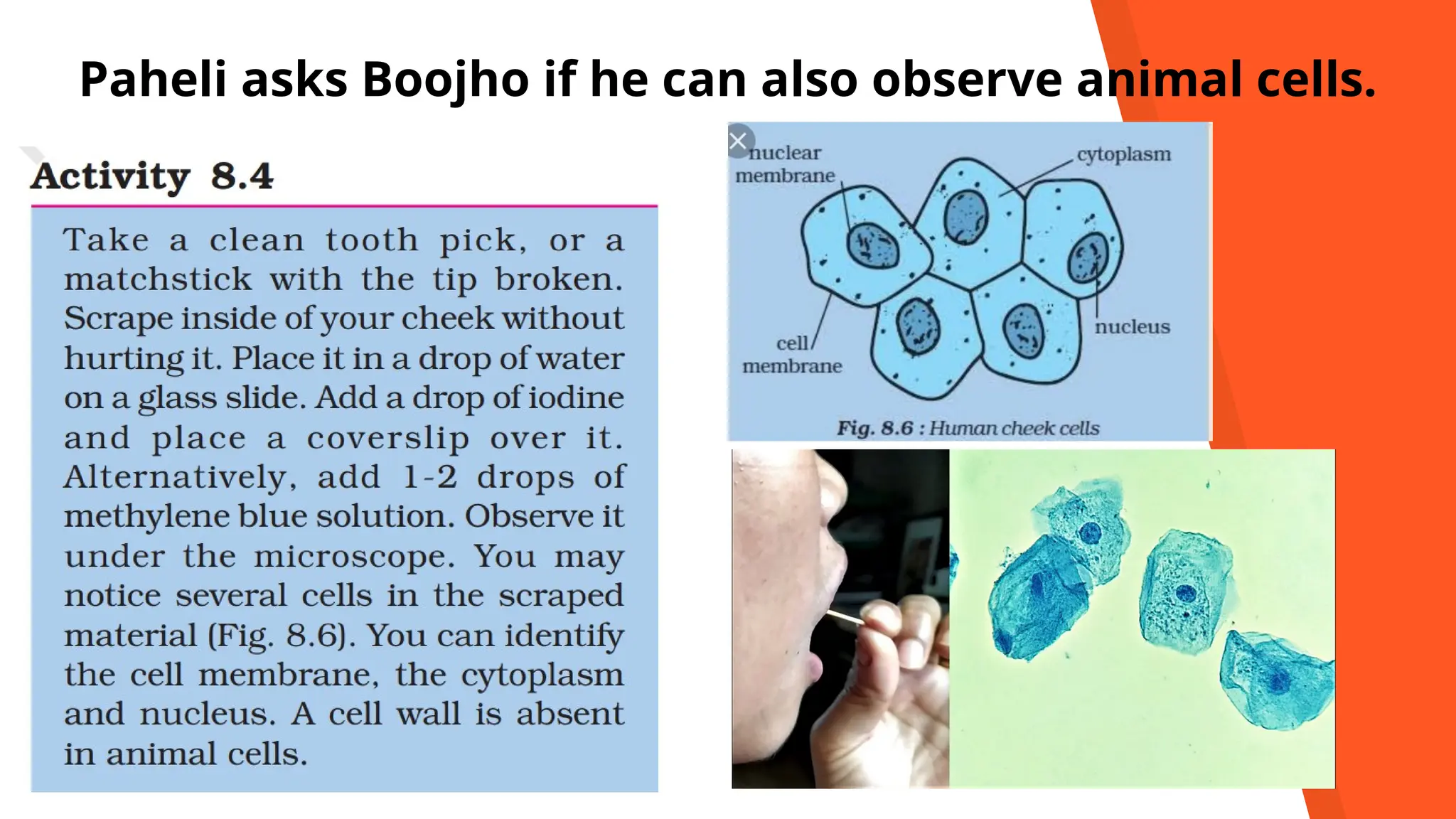 CELL structure and functions for grade 8th.pptx