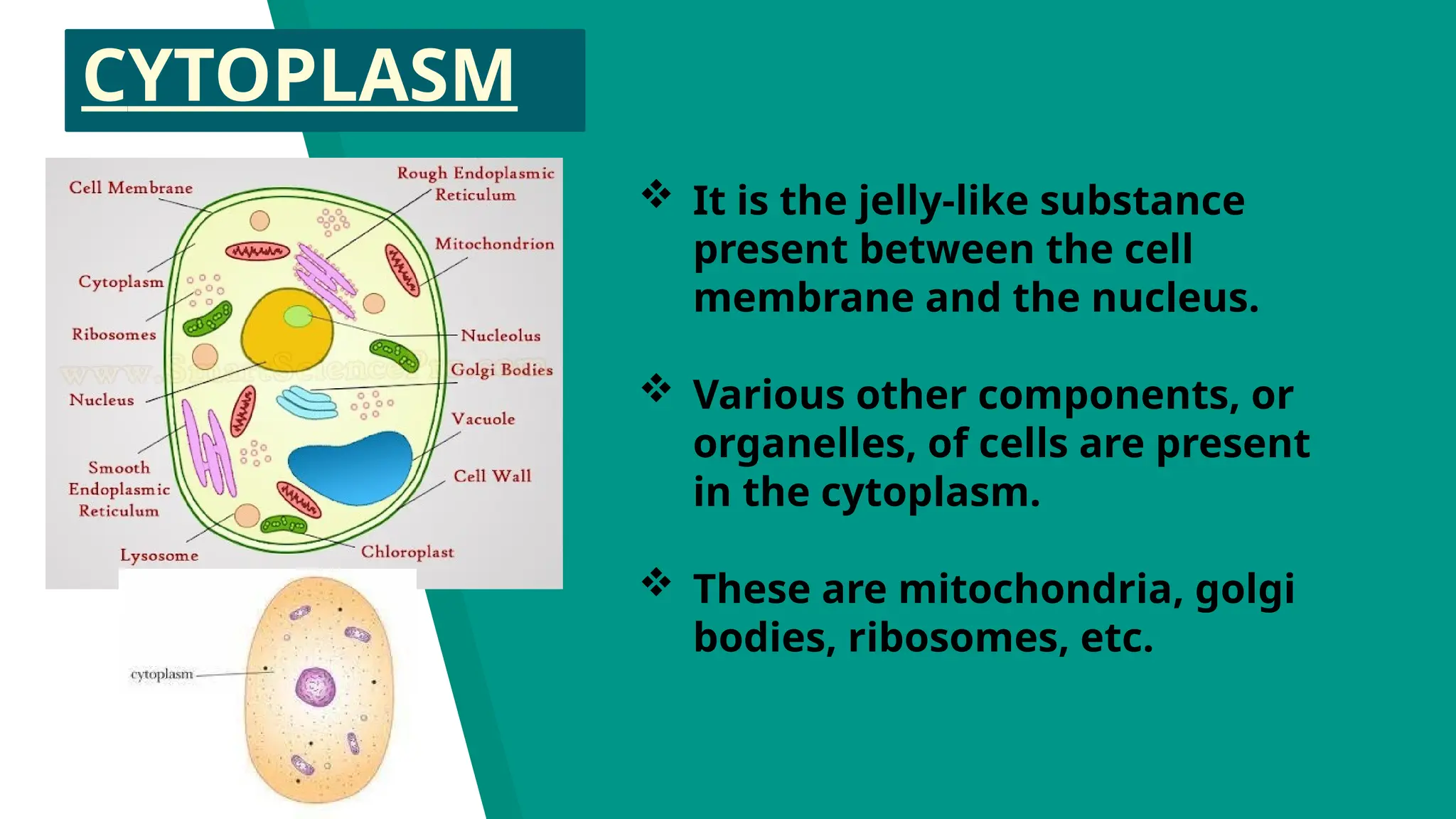 CELL structure and functions for grade 8th.pptx