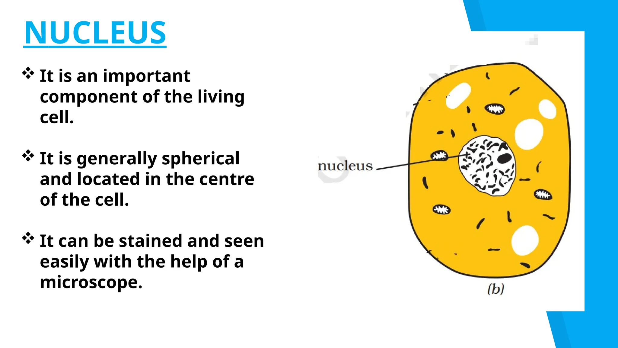 CELL structure and functions for grade 8th.pptx