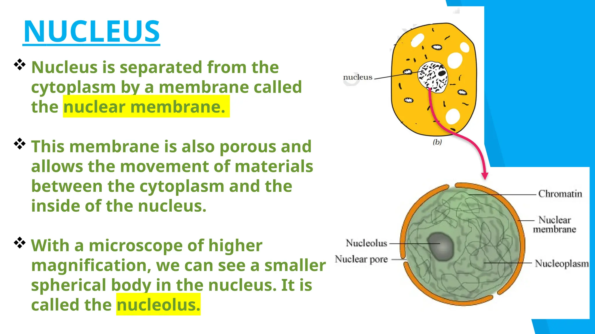 CELL structure and functions for grade 8th.pptx