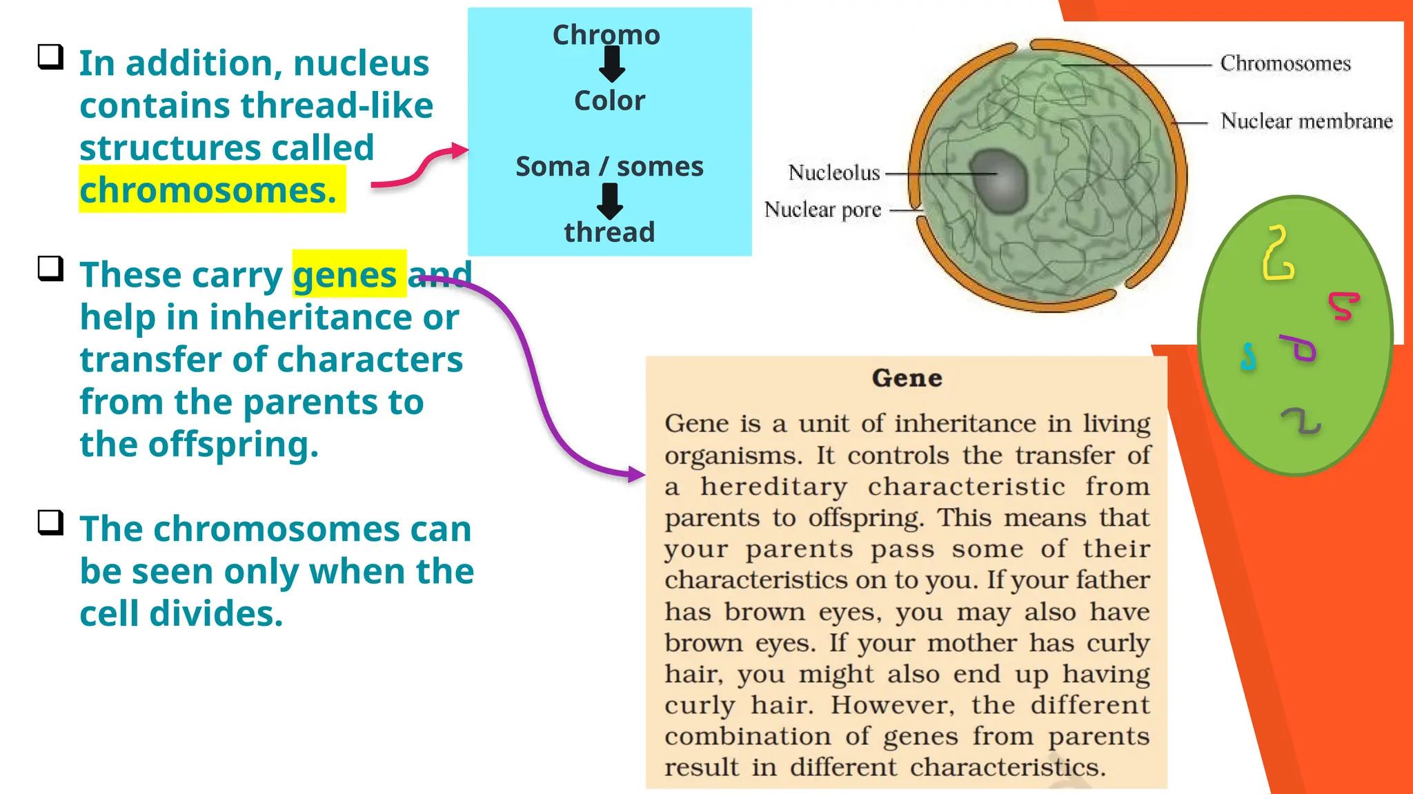 CELL structure and functions for grade 8th.pptx