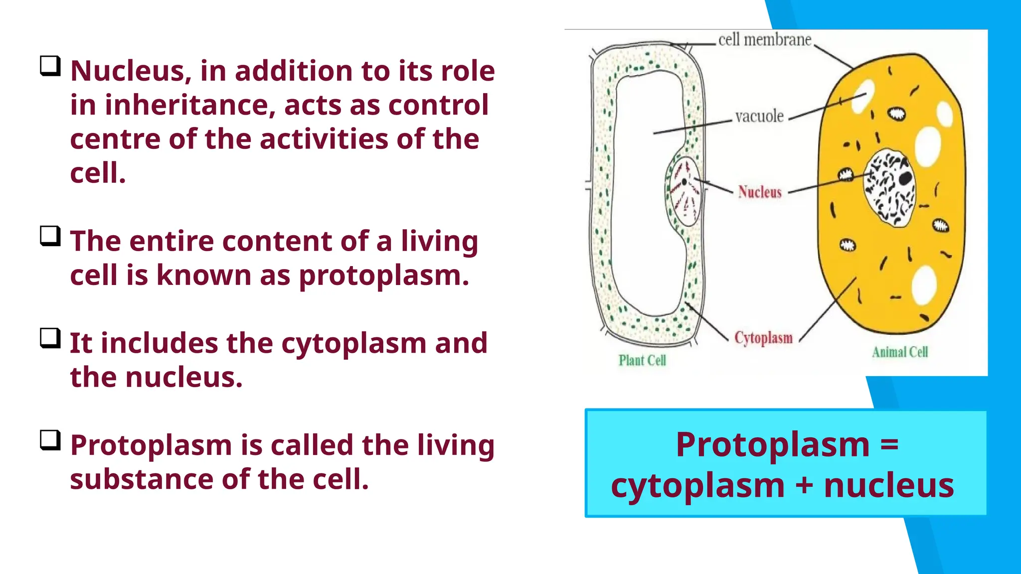 CELL structure and functions for grade 8th.pptx
