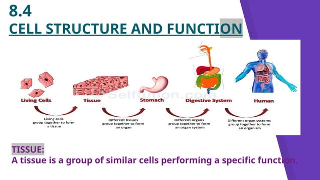 CELL structure and functions for grade 8th.pptx