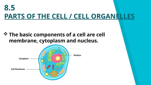 CELL structure and functions for grade 8th.pptx