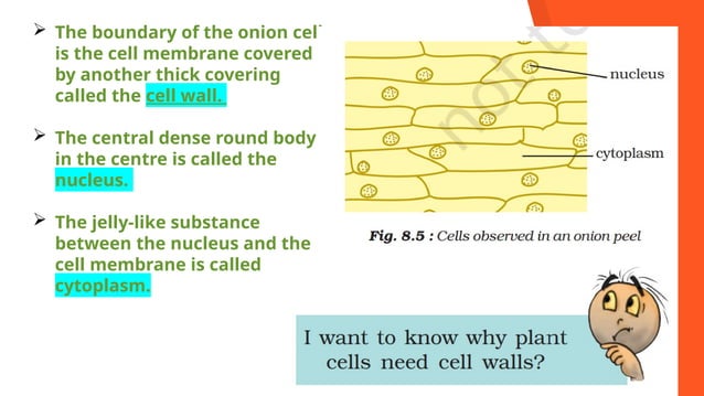 CELL structure and functions for grade 8th.pptx
