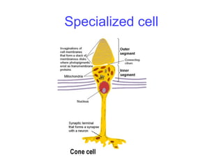 Cell explanation and structure of cell.ppt