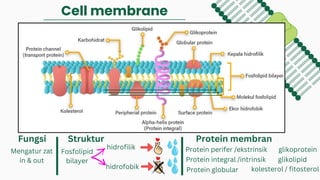 materi sel untuk SMA kelas XI Kurikulum Merdeka.pdf