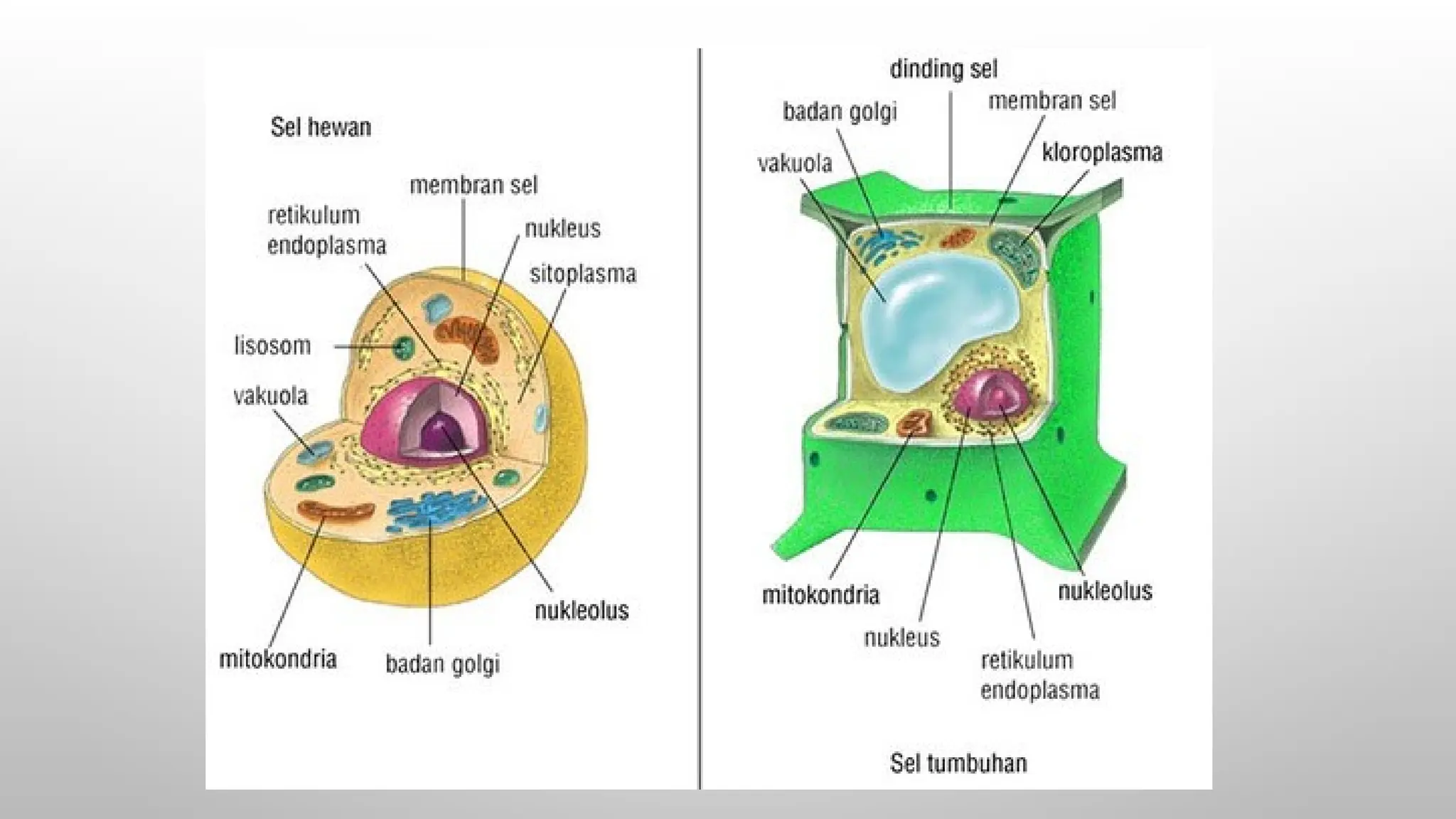 CELL PELAJARAN BIOLOGI ATAU IPA SMP, BERBAGAI JENIS SEL | PPT