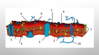 CELL PELAJARAN BIOLOGI ATAU IPA SMP, BERBAGAI JENIS SEL | PPT