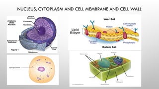 CELL PELAJARAN BIOLOGI ATAU IPA SMP, BERBAGAI JENIS SEL | PPT