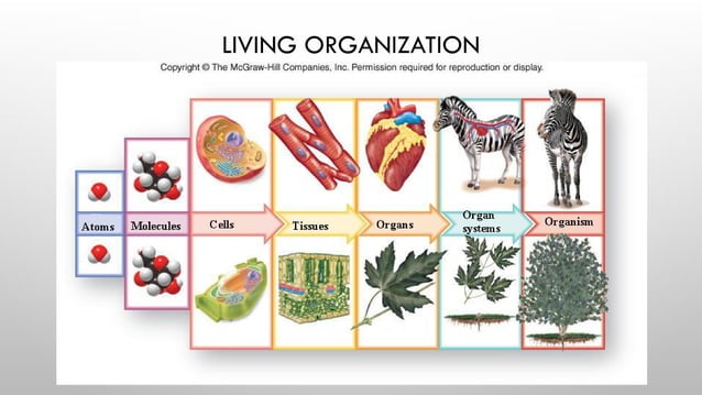CELL PELAJARAN BIOLOGI ATAU IPA SMP, BERBAGAI JENIS SEL | PPT