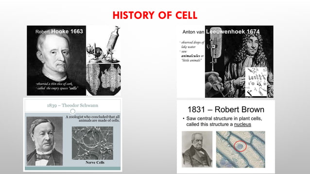 CELL PELAJARAN BIOLOGI ATAU IPA SMP, BERBAGAI JENIS SEL | PPT