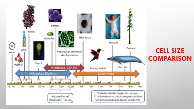 CELL PELAJARAN BIOLOGI ATAU IPA SMP, BERBAGAI JENIS SEL | PPT