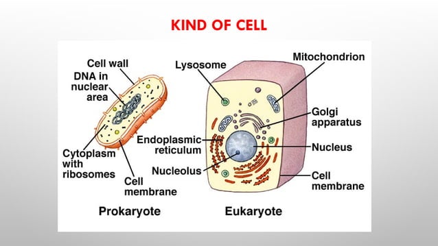 CELL PELAJARAN BIOLOGI ATAU IPA SMP, BERBAGAI JENIS SEL | PPT