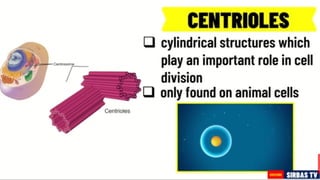 CELL basic unit of life basic unit .pptx