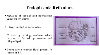 Cell Physiology and Cell Organelles.pptx
