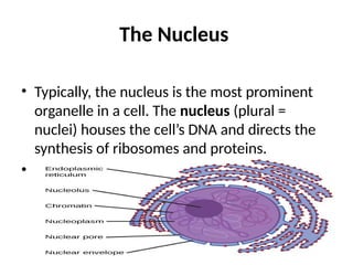 cell structure, components and their functions | PPTX