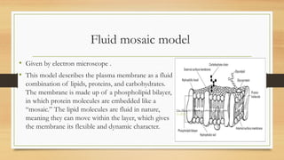 cell. its organells plasma membrane and its model | PPTX