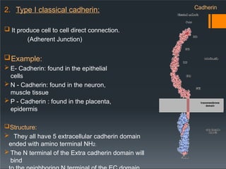 cell-adhesion_celltocelladhesion111850_102256.pptx