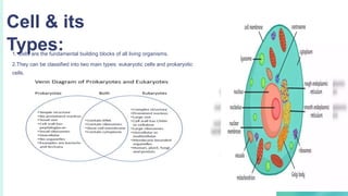 Cell-and-its-Types [Auto-saved].pptbasics in biologyx | PPT