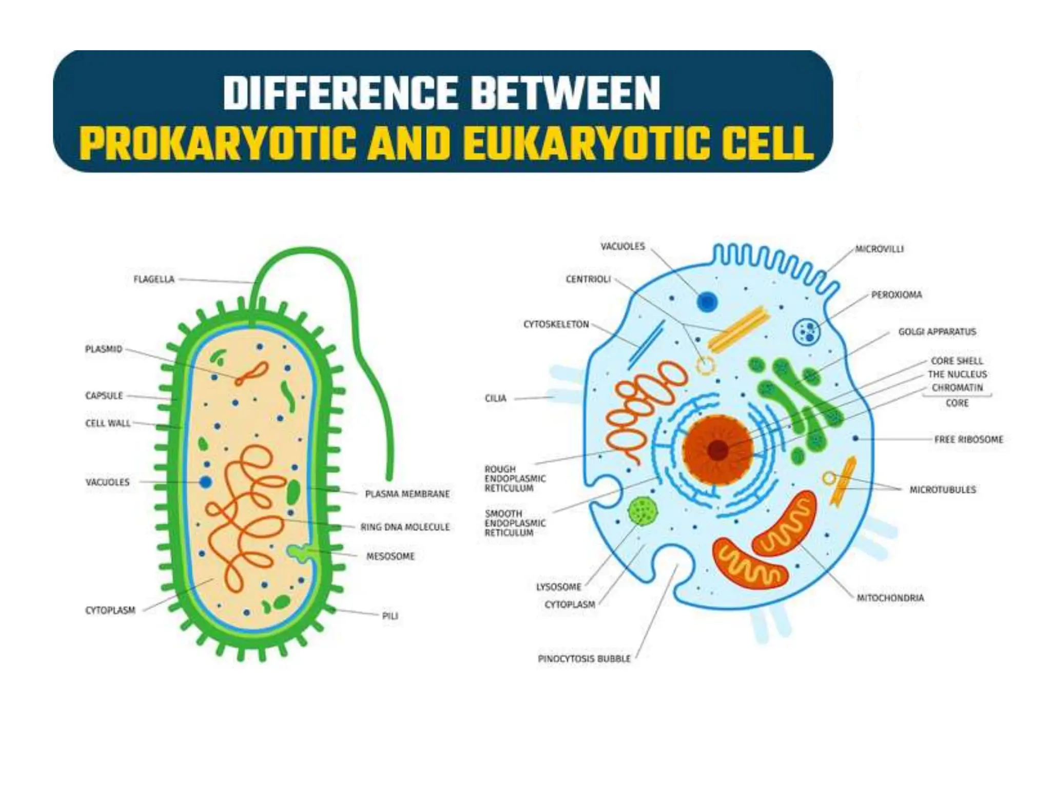 Cell - Basic Unit of life _1_IX_CBSE.pptx