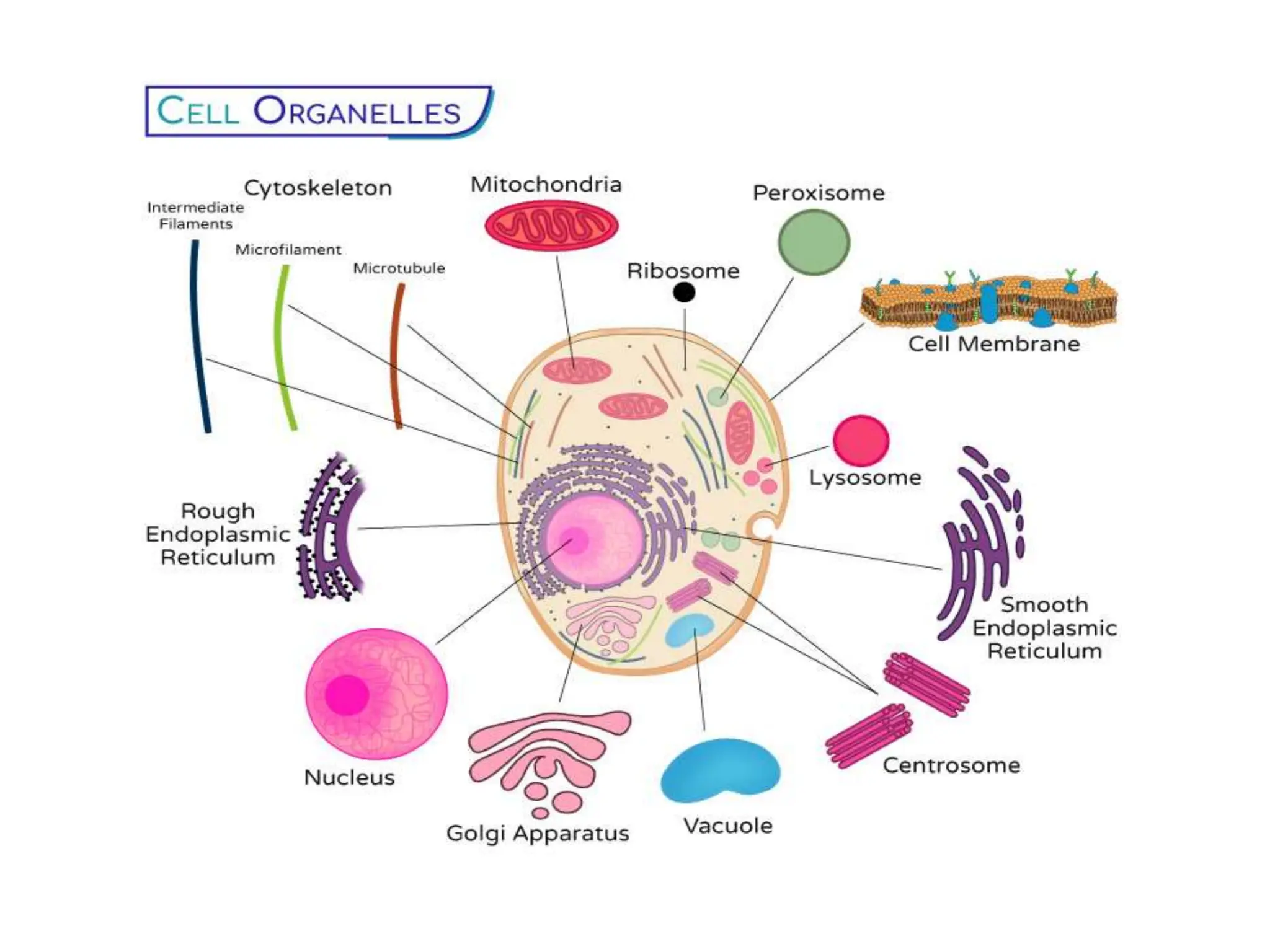 Cell - Basic Unit of life _1_IX_CBSE.pptx