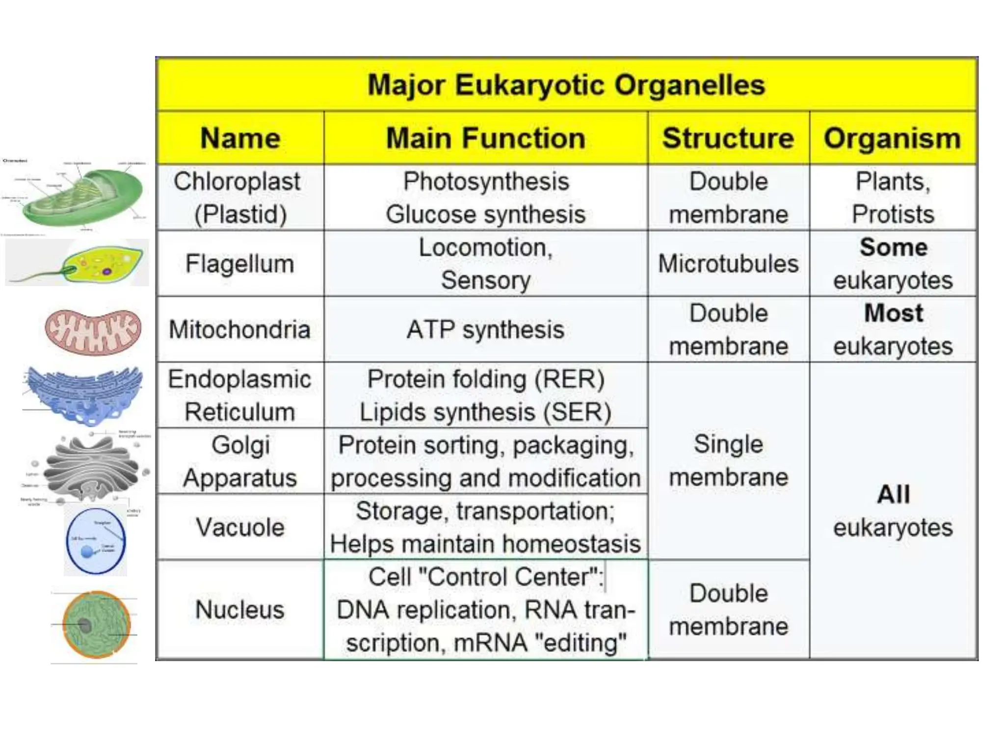 Cell - Basic Unit of life _1_IX_CBSE.pptx