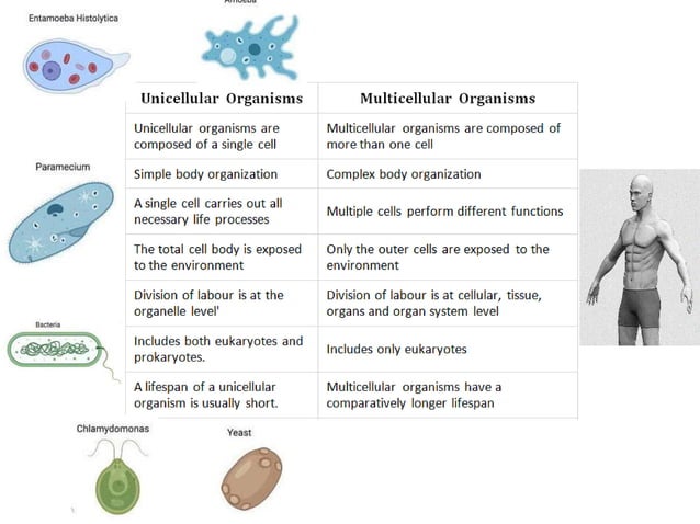Cell - Basic Unit of life _1_IX_CBSE.pptx