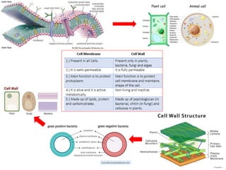 Cell - Basic Unit of life _1_IX_CBSE.pptx