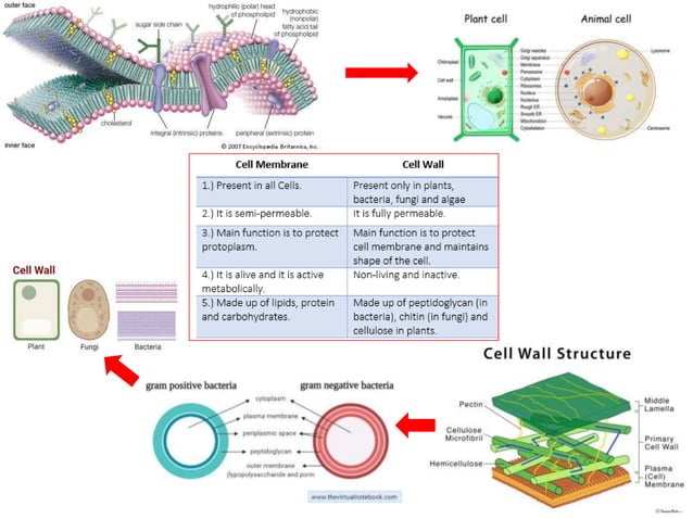 Cell - Basic Unit of life _1_IX_CBSE.pptx