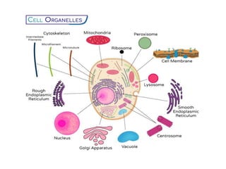 Cell - Basic Unit of life _1_IX_CBSE.pptx