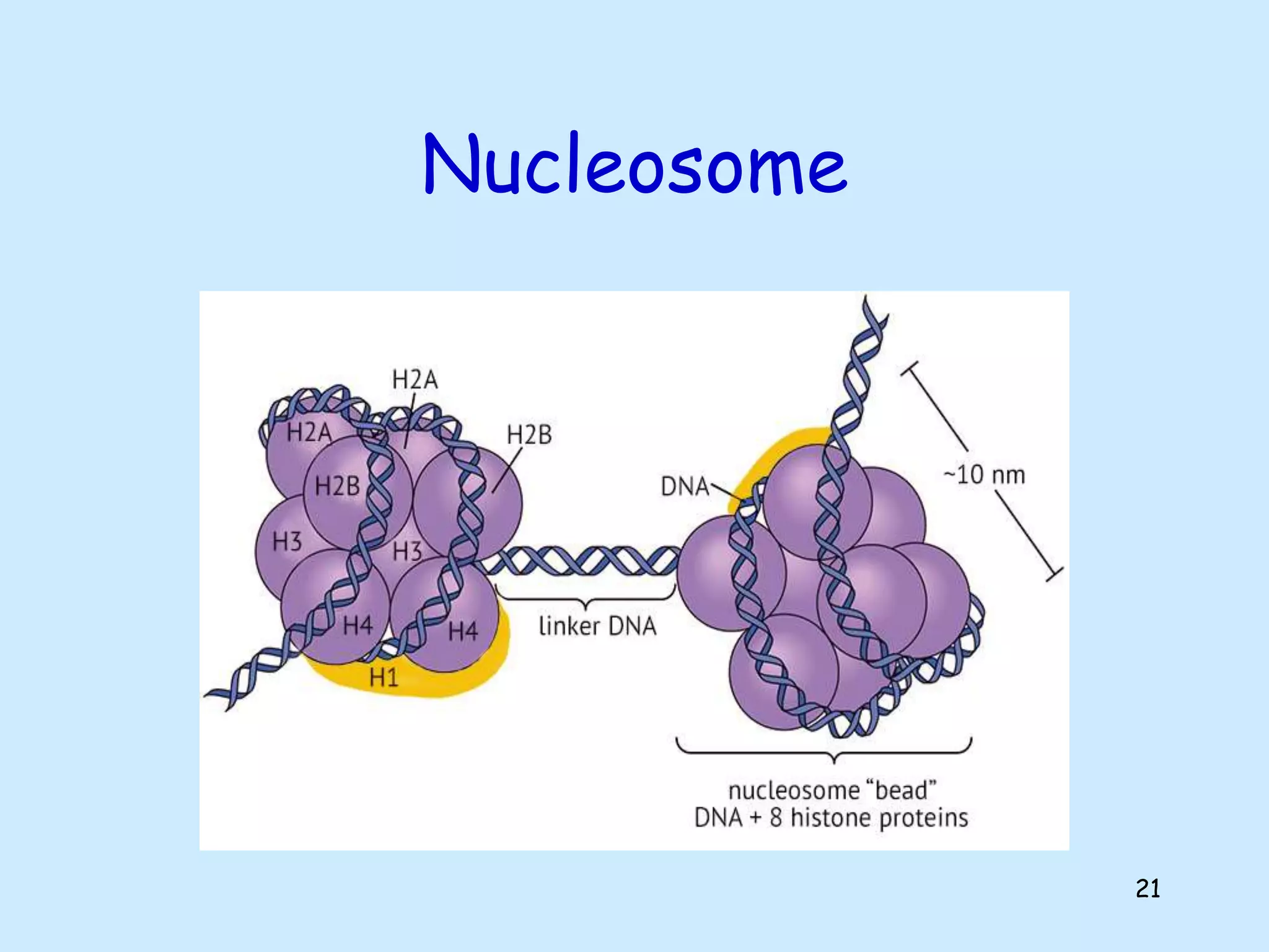 Structure of Nucleic acids | PPT | Chemistry | Science