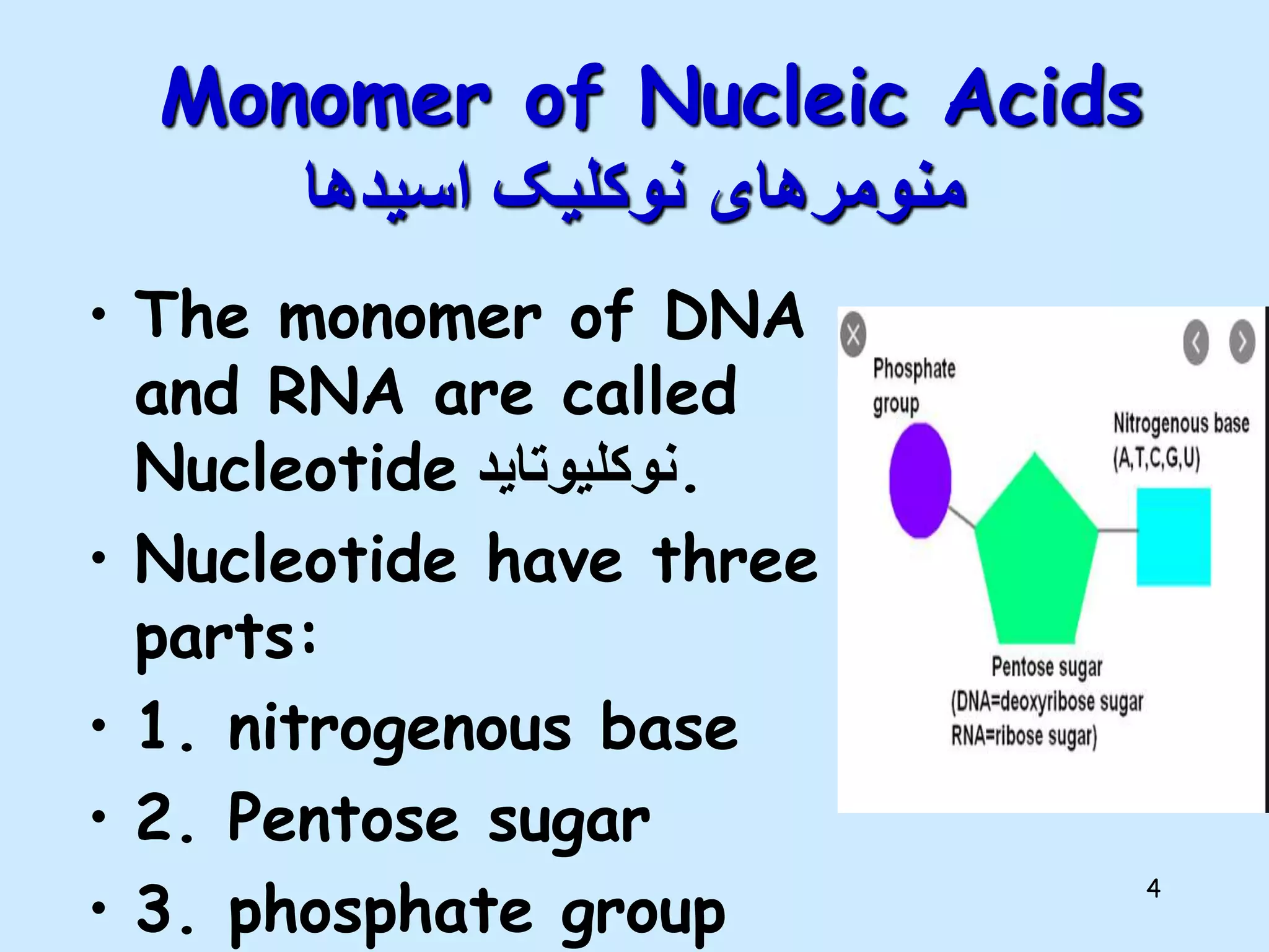 Structure of Nucleic acids | PPT | Chemistry | Science