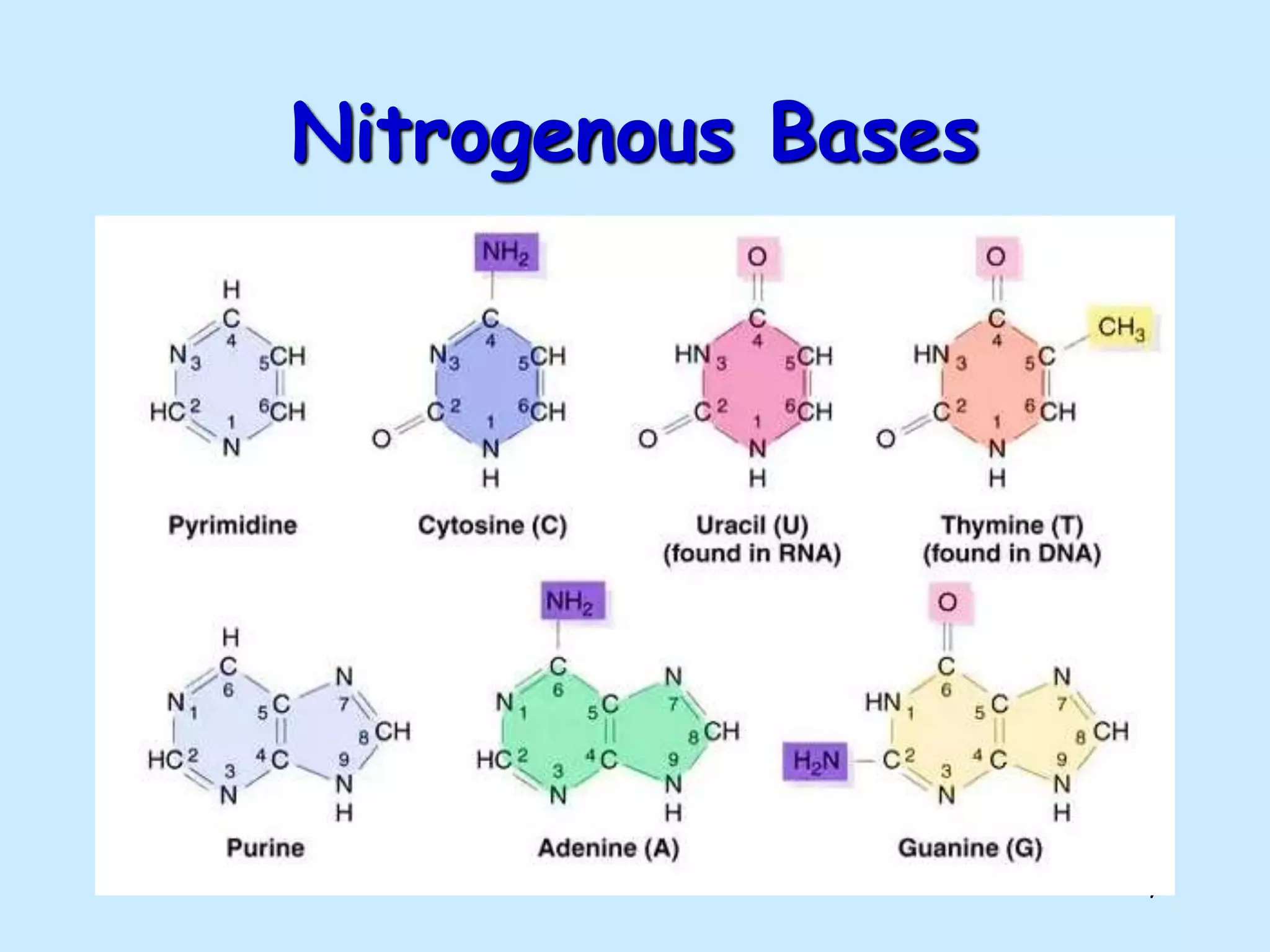 Structure of Nucleic acids | PPT | Chemistry | Science