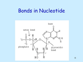 Structure of Nucleic acids | PPT | Chemistry | Science