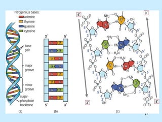 Structure of Nucleic acids | PPT | Chemistry | Science