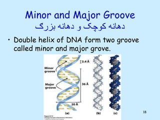 Structure of Nucleic acids | PPT | Chemistry | Science