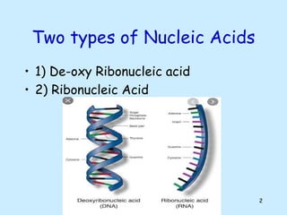Structure of Nucleic acids | PPT | Chemistry | Science